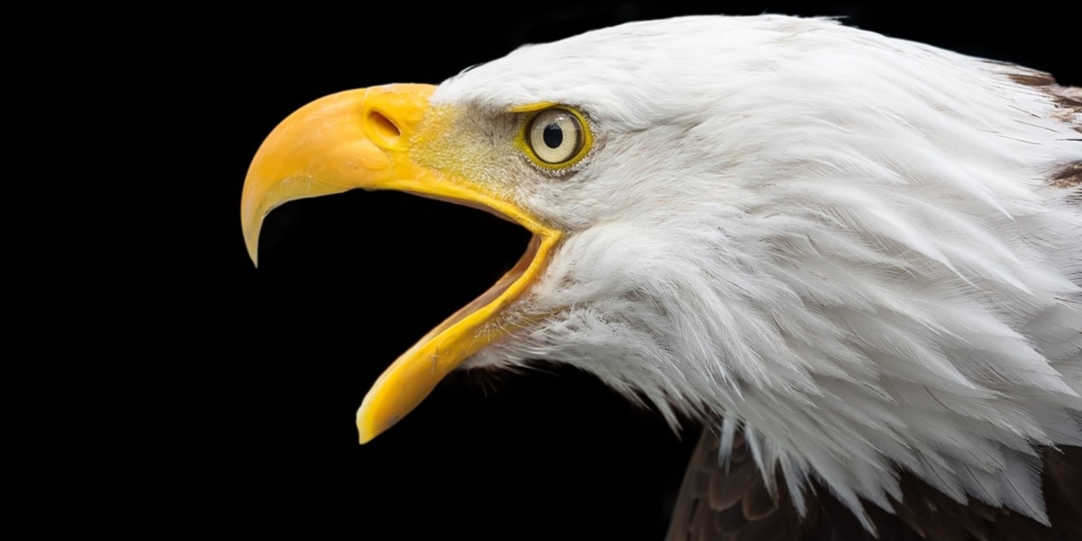 Eagle vs. Octopus | Plants And Animals