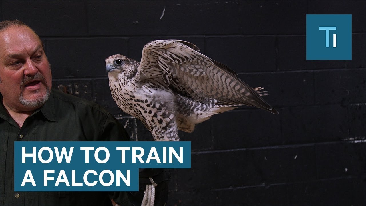 The Bond Between a Falcon and its Falconer | Videos