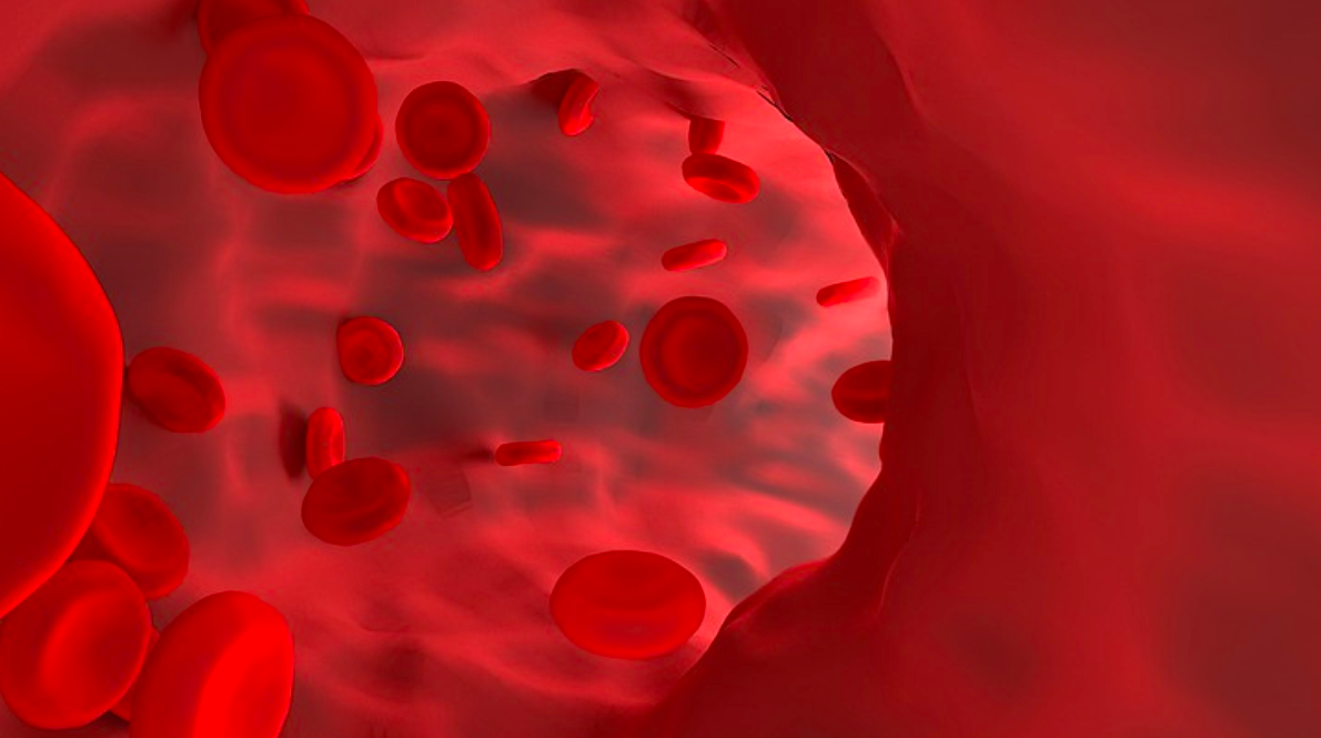 Scientists Discover a Cell That Can Promote Blood Vessel Formation ...