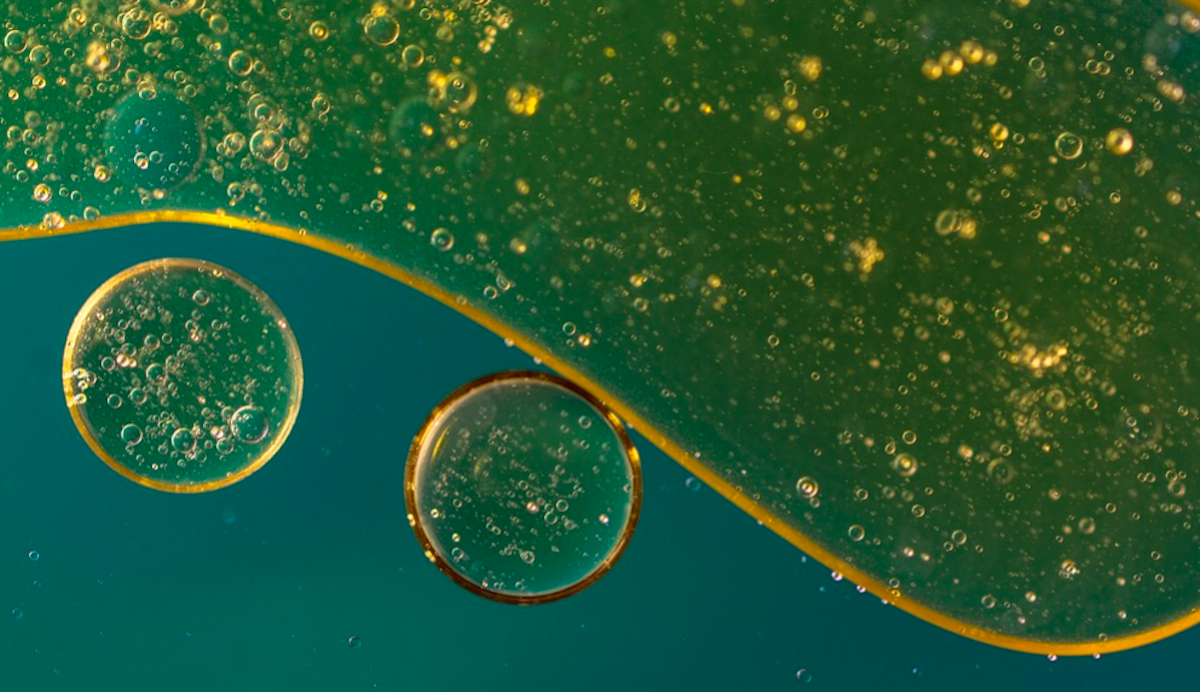 How Do Gut Bacteria Move From One Host to Another? | Microbiology