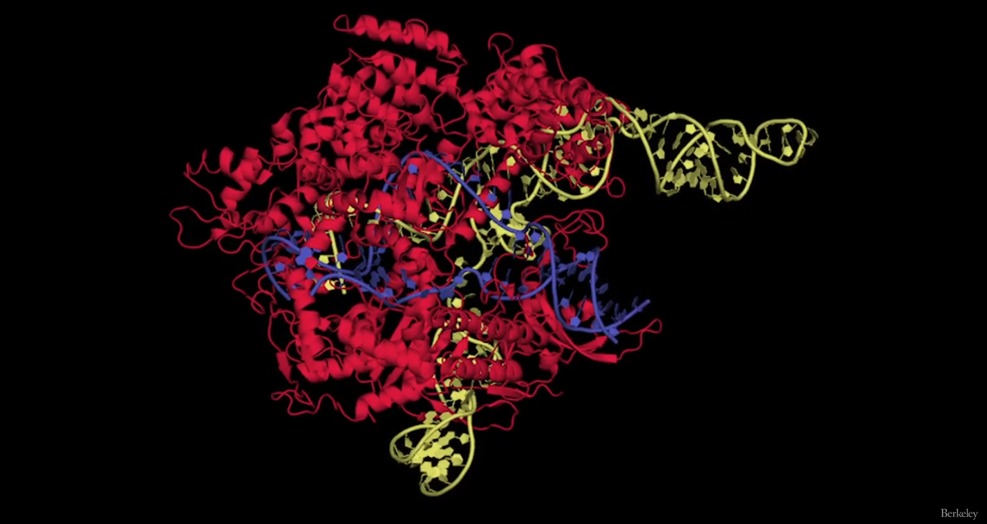 A Tiny But Efficient Cas Protein is Discovered in a Bacteriophage ...
