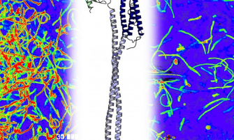 The role of sleeper cells in metastasis | Cancer