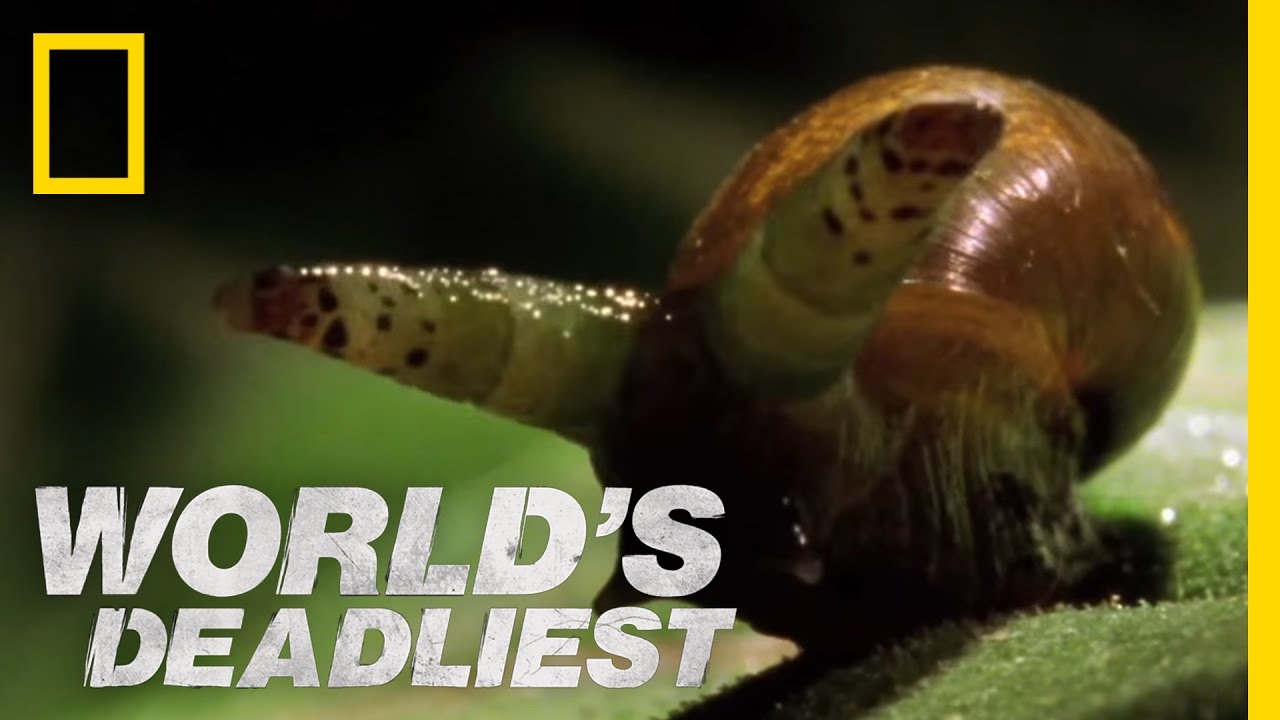 Zombie Snails | Videos