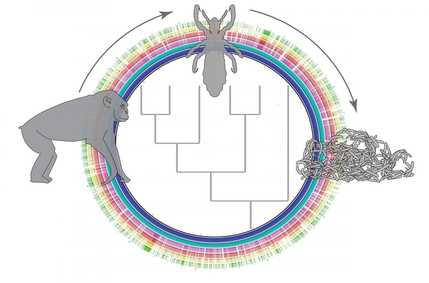 Co-evolution in Primates, Lice and Their Bacterial Symbionts | Microbiology