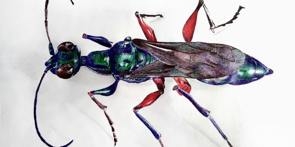 This Wasp Turns Cockroaches Into Zombies for its Larvae | Plants And ...