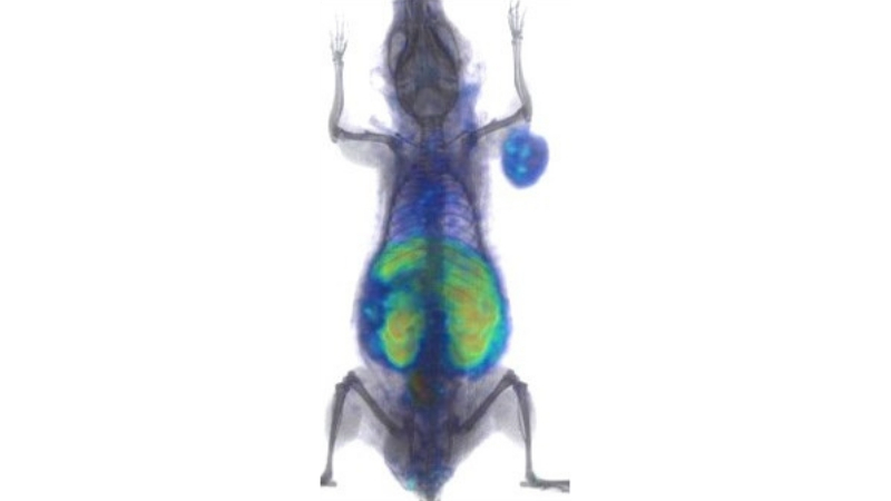Glowing Tumors Reveal How Immunotherapeutics Work | Drug Discovery And ...