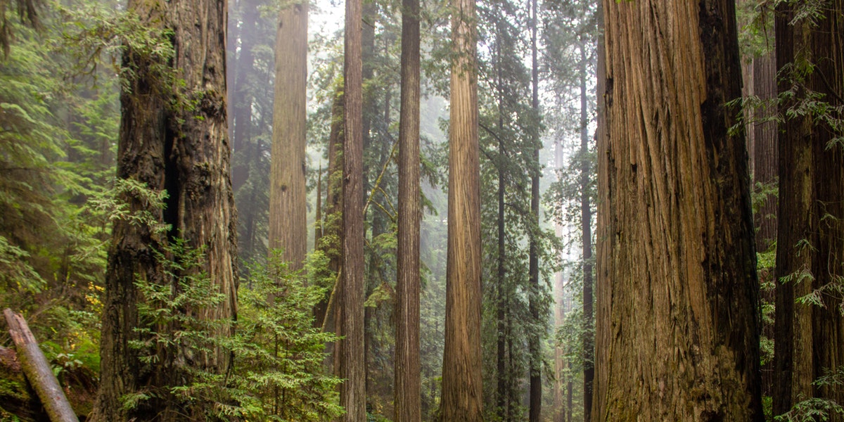 Part of California Redwood Forest Returned to Sinkyone Tribe | Plants ...