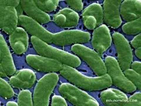 Microbiology Video | Videos