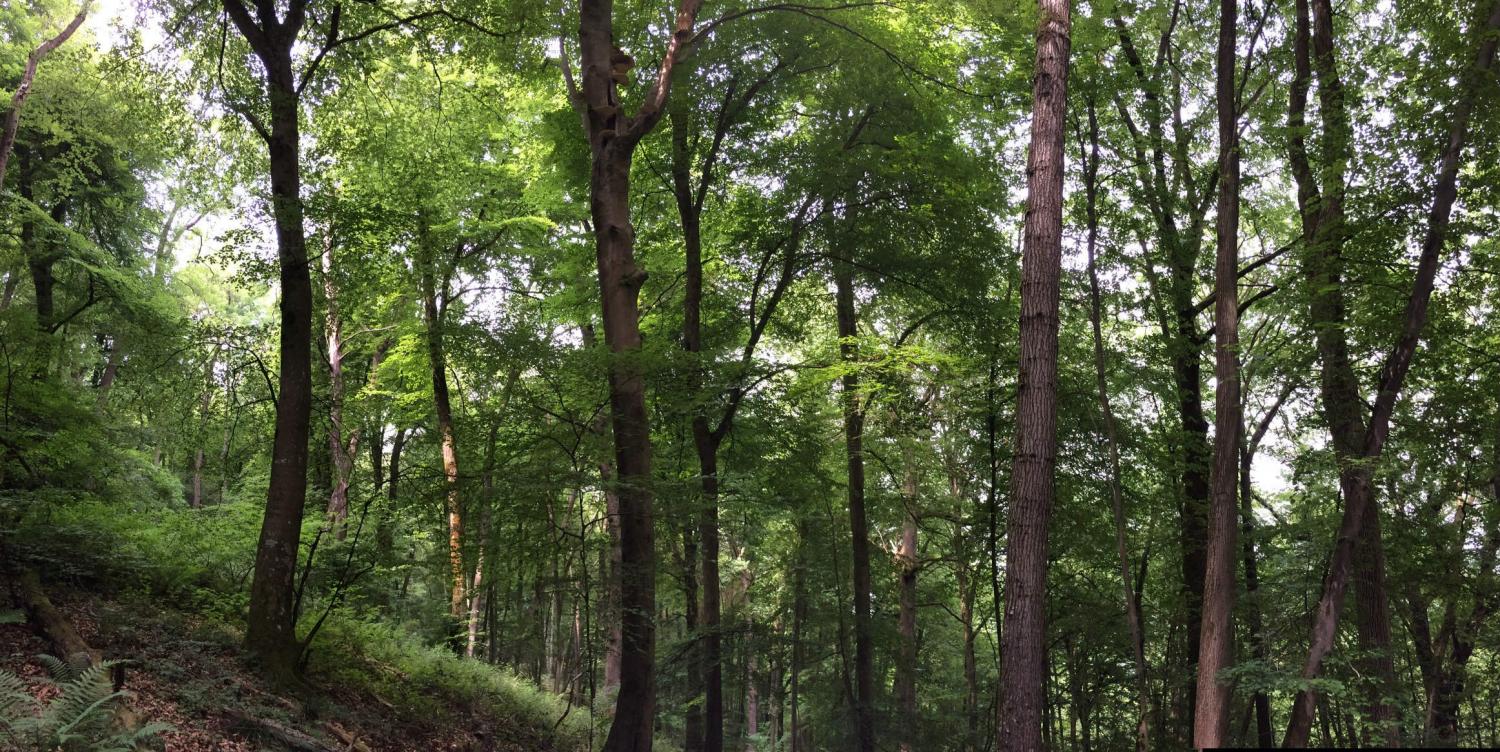 Widespread drought is affecting forests globally | Earth And The ...