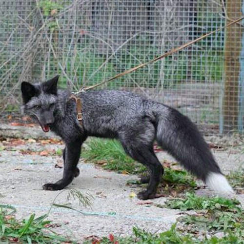 How Genes Changed in Domesticated Foxes | Genetics And Genomics