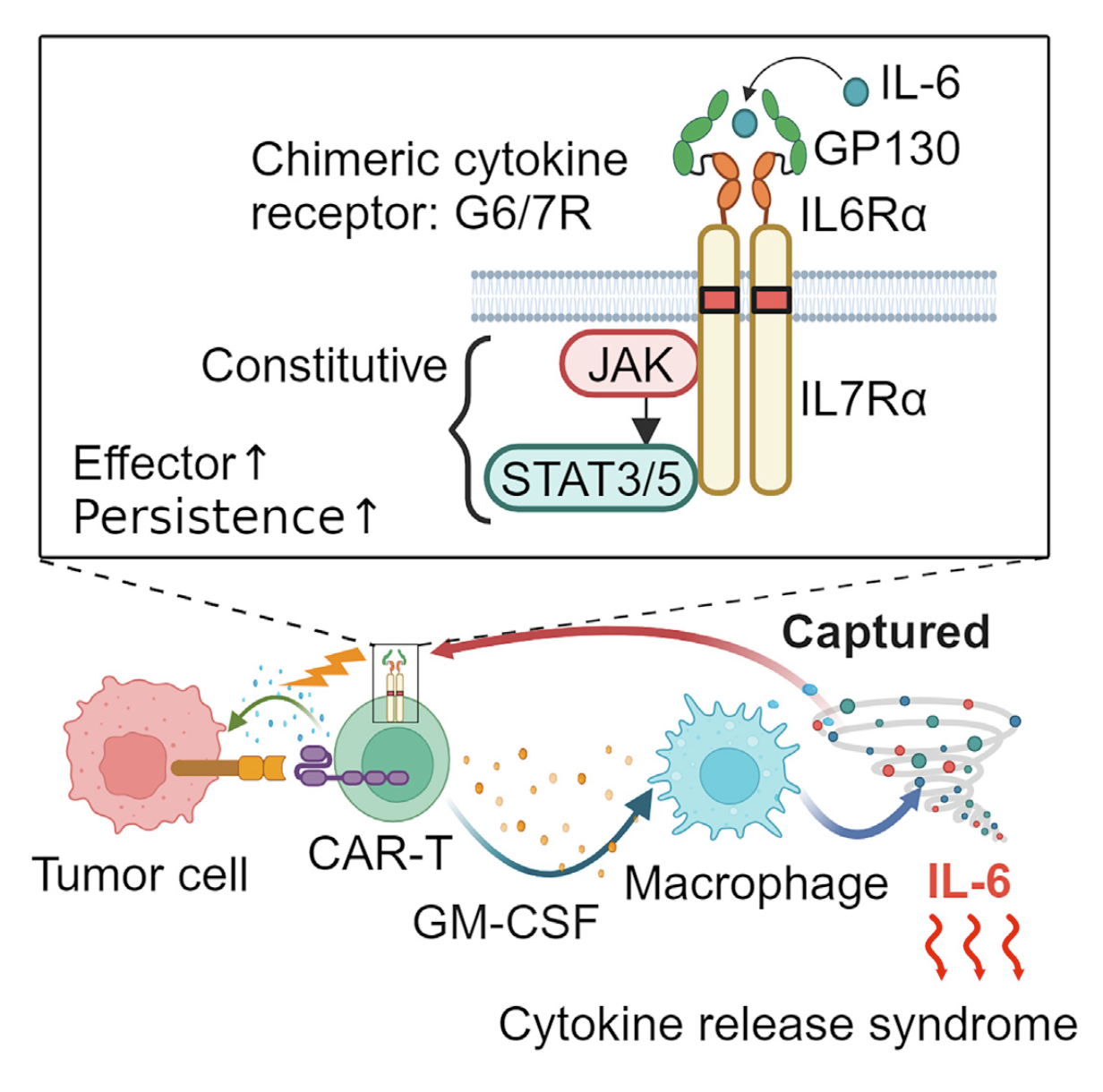 Engineering a Better CAR-T Cell: New Receptor Changes Game | Drug ...