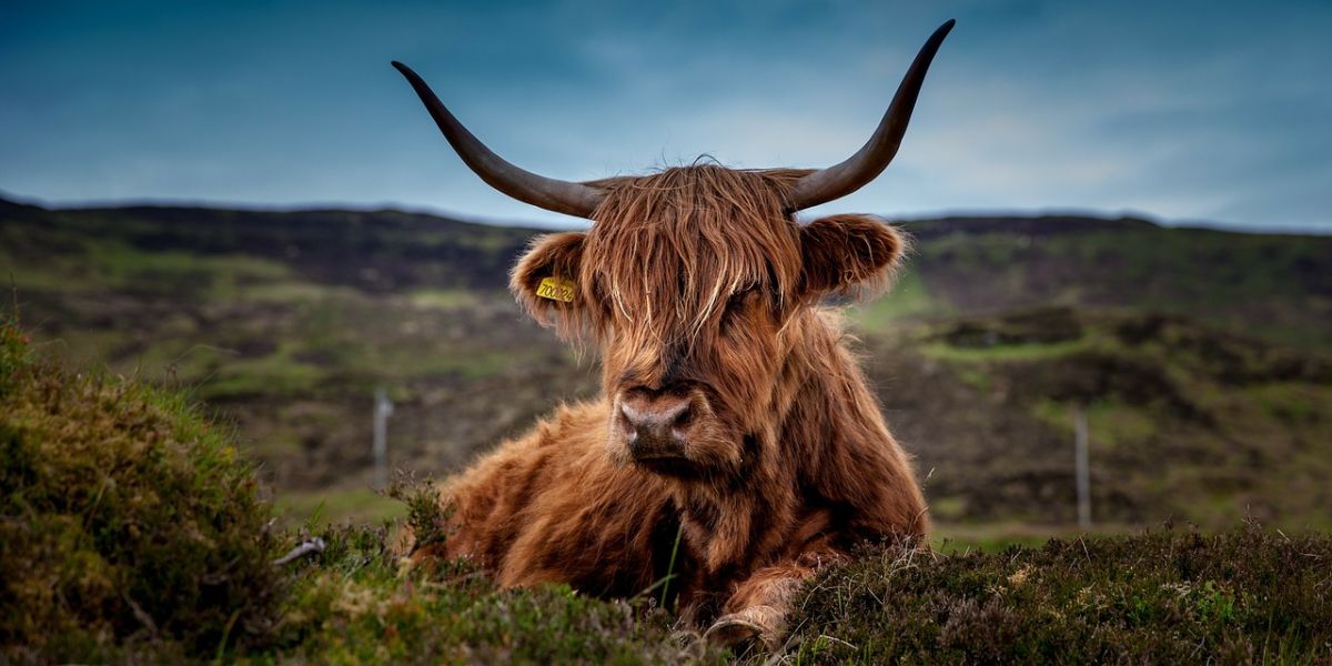 US Cattle Lose Genetic Adaptations to Environment | Earth And The ...