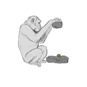 Chimpanzees use different stone tools to open different nuts | Plants ...
