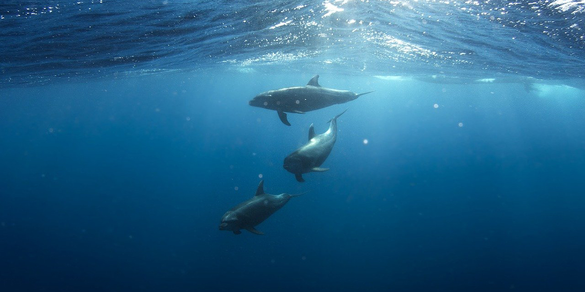 Studies Confirm that Bottlenose Dolphins Vocalize to Synchronize ...