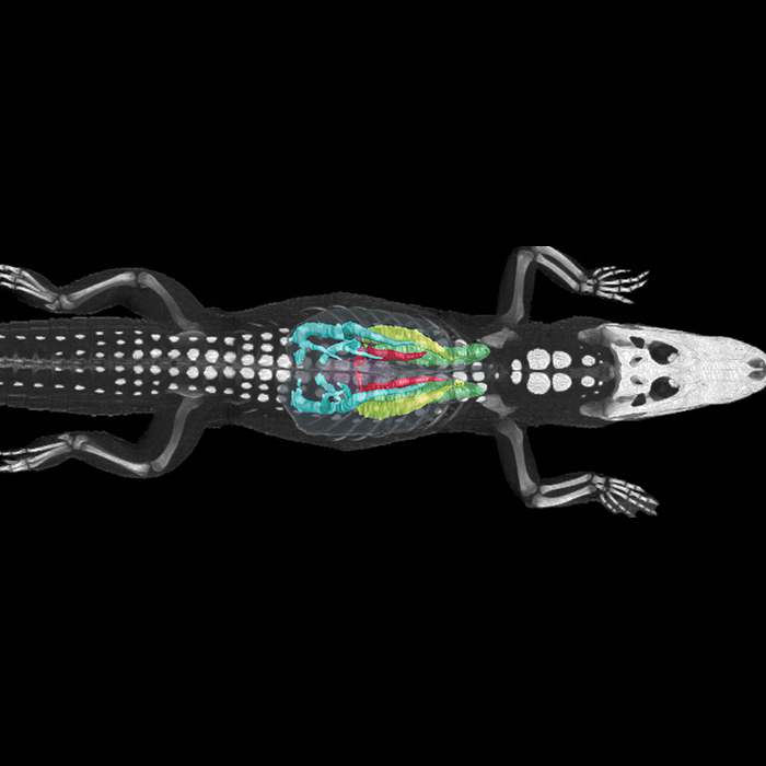 Alligator lungs show how dinosaurs synthesized o | Cell And Molecular ...