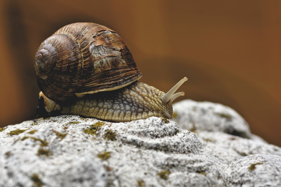 First manufactured non-cuttable material is modeled after mollusk ...