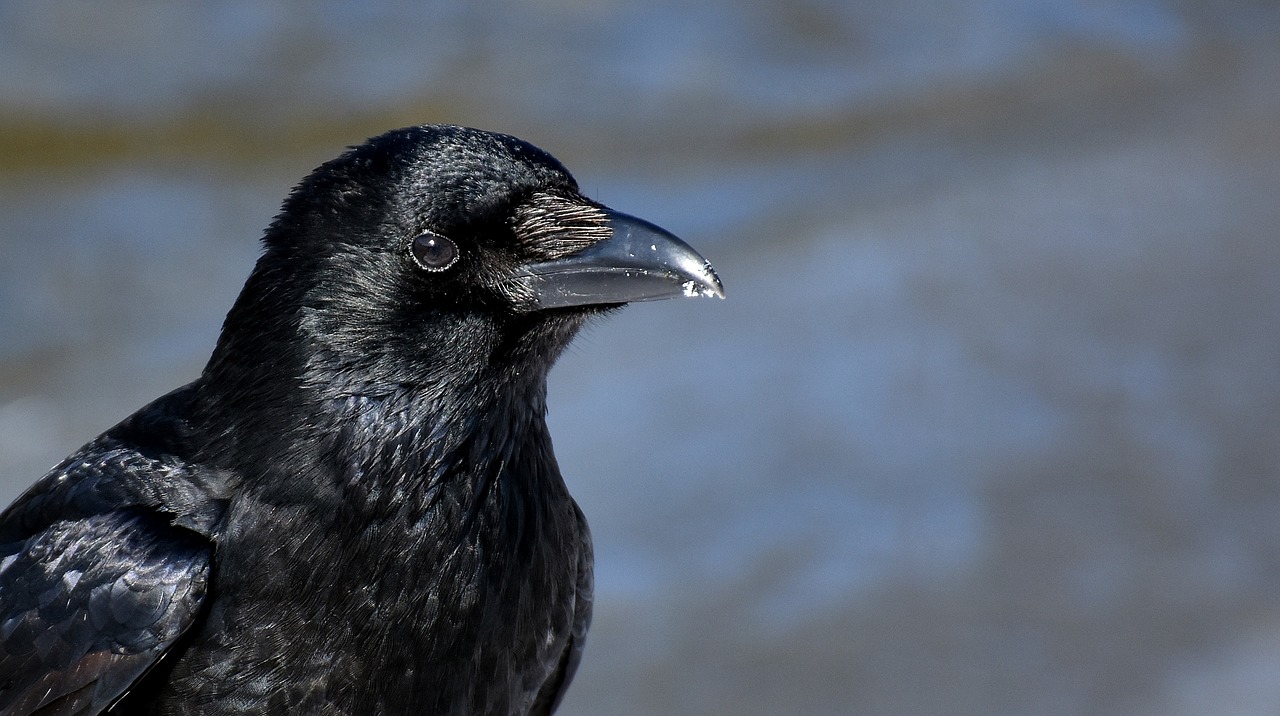 Study Reveals Speciation Reversal in Common Ravens | Plants And Animals
