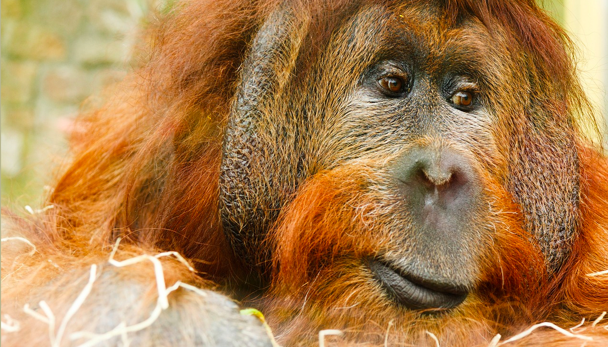 Detangling the Mystery of Hair Loss in Animals | Genetics And Genomics