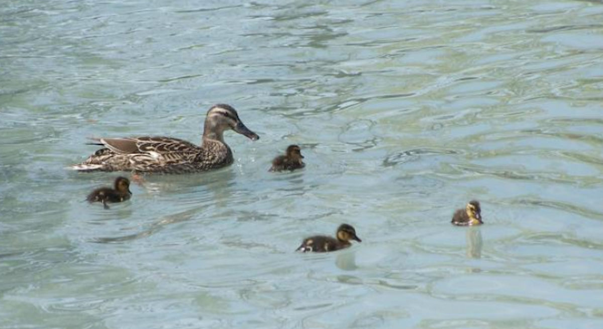 The Smell of Home: Insights Into Scent Imprinting | Genetics And Genomics