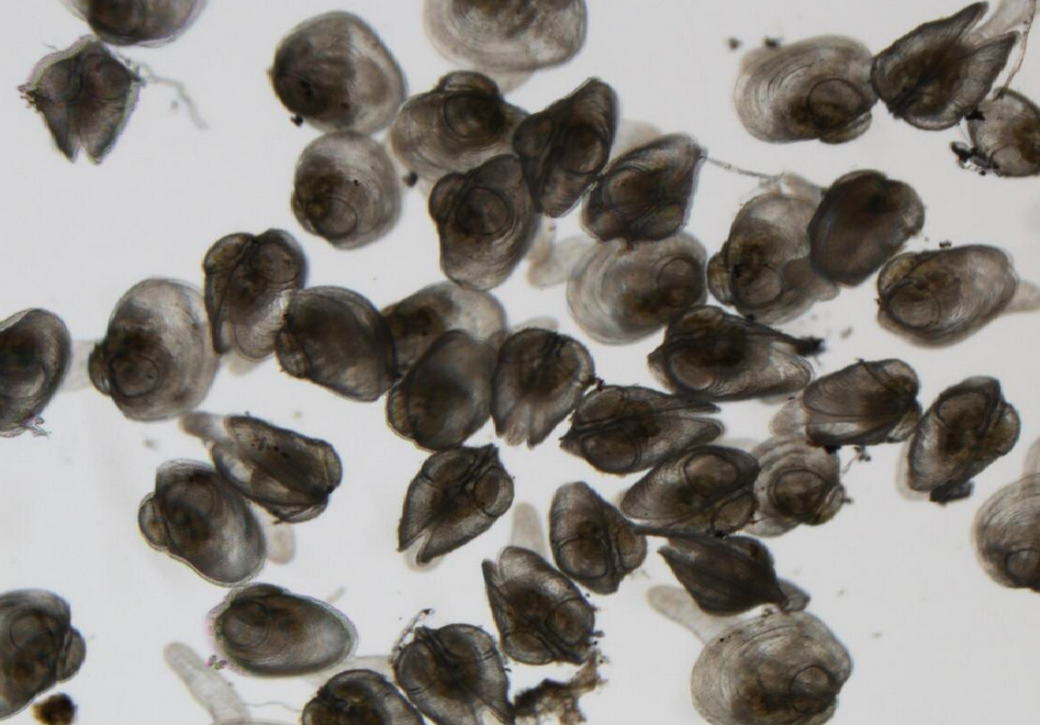 Invasive, Golden Mussels are Found in North America for the First Time ...