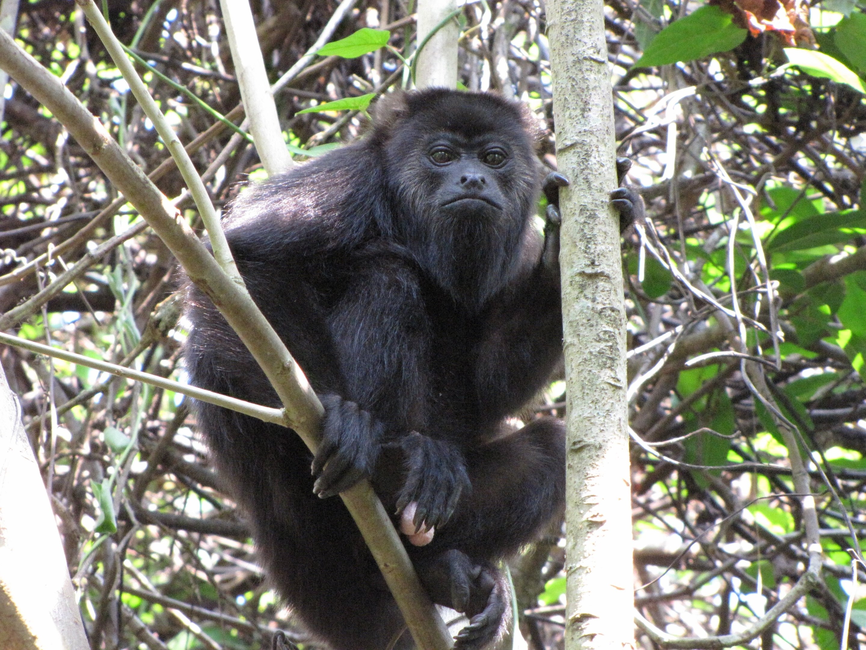 Decoding the Secrets of Howler Monkey Evolution | Plants And Animals