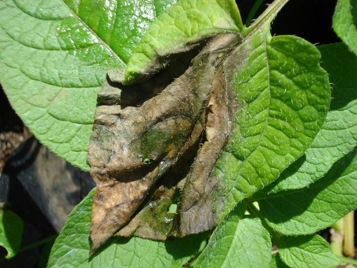 Tracking the Trajectory of Late Blight Disease: A Text Mining Study ...