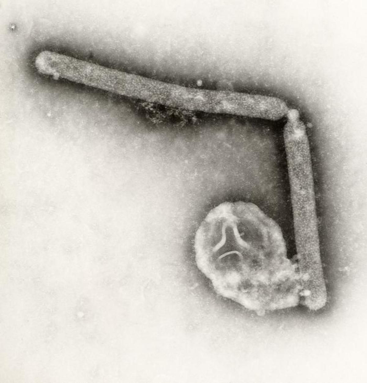 H5N1 Sickens More Species, May Now be in the US Permanently | Microbiology