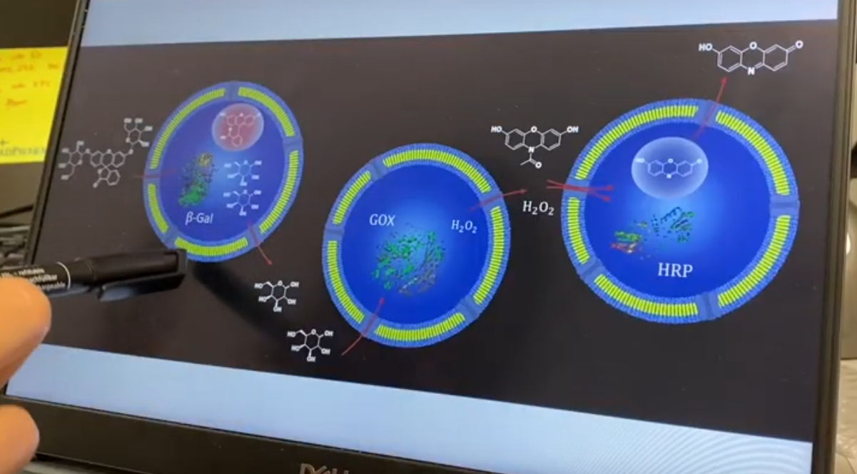 Mimicking Cells With a Microfluidic Chip | Cell And Molecular Biology