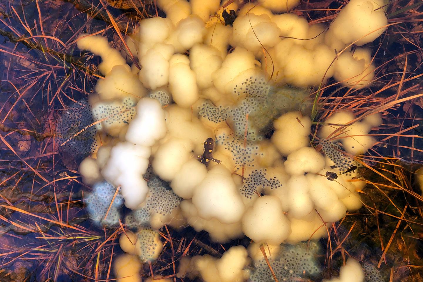 Revealing the Secrets of a Symbiotic Relationship | Microbiology