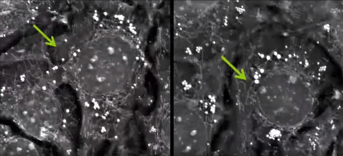 Learning More About Cell Dynamics with Holo-Tomographic Microscopy ...
