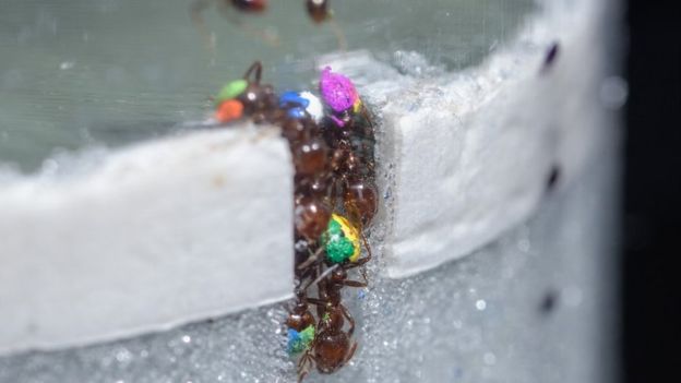 Worker Ants Intelligently Regulate Tunnel-Digging Efforts to Avoid Jams ...