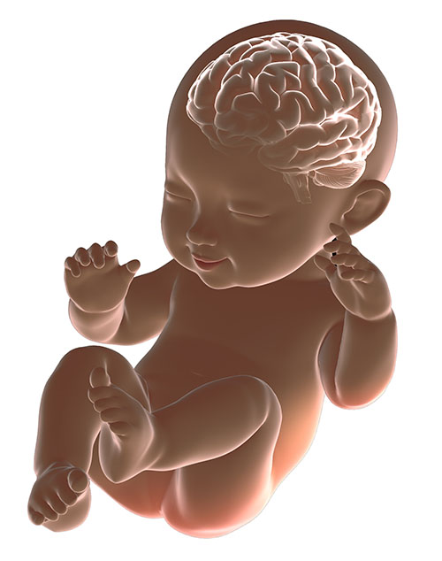 Nano-encapsulation Technology Enhances Early Brain Development | Technology