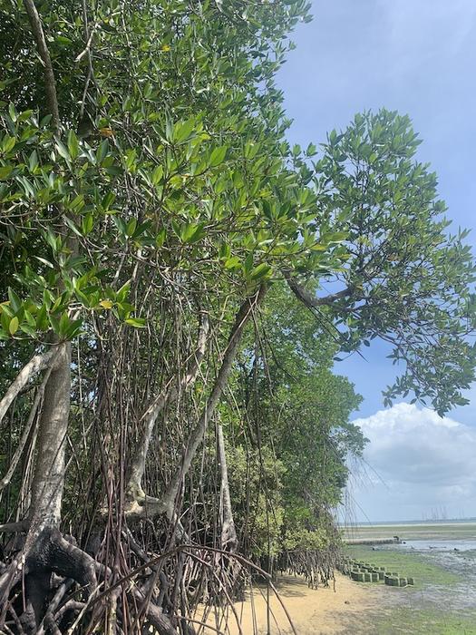 Climate Patterns Trigger Global Changes in Mangrove Ecosystems | Earth ...