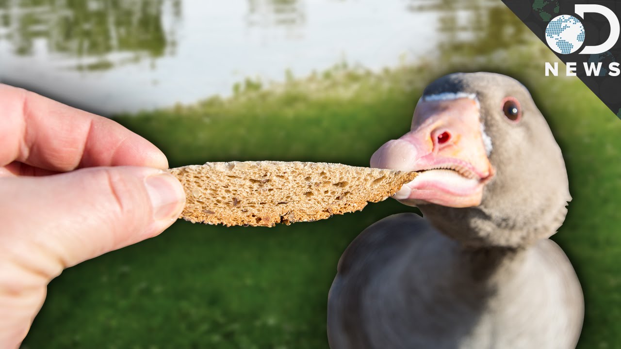 Feeding Wild Animals is a Bad Idea, Here's Why | Videos