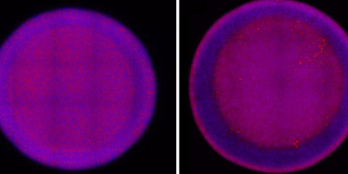 Mathematical Models Reliably Predict Microbial Behavior | Microbiology