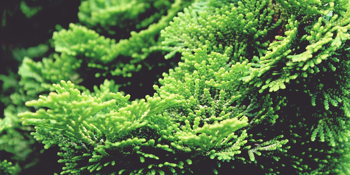 Do Japanese Trees Synchronize Pollen Release? | Health And Medicine