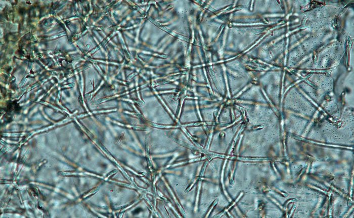 What does the world's oldest fungus tell us about evolution? | Earth ...