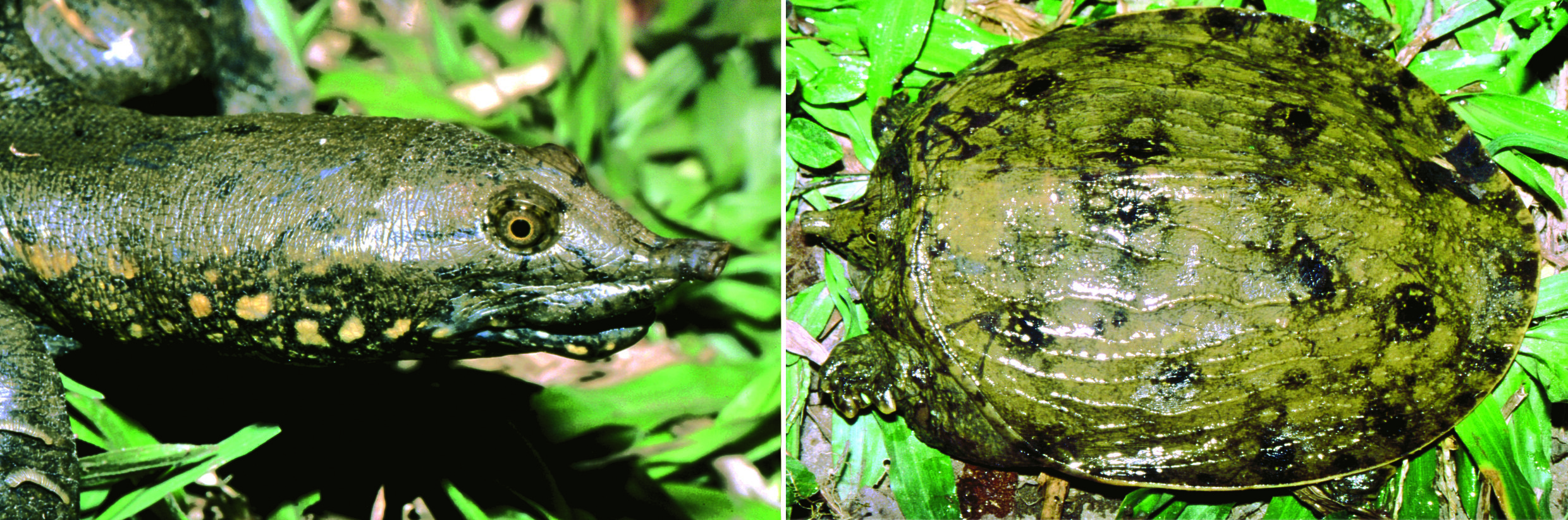 New Turtle Species Discovered in Asia, But it's Almost Extinct Already ...
