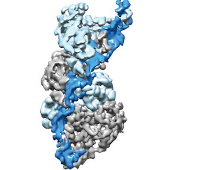 Possible New RNA Engineering Tool | Immunology