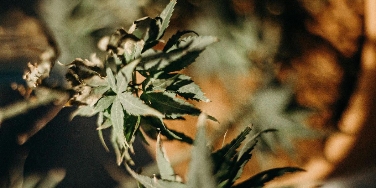 Patients with Neuropathic Pain More Likely to Use Cannabis | Cannabis ...