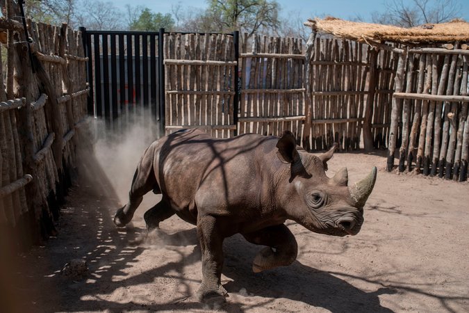 Conservationists Introduce 6 Critically Endangered Black Rhinos to Chad ...