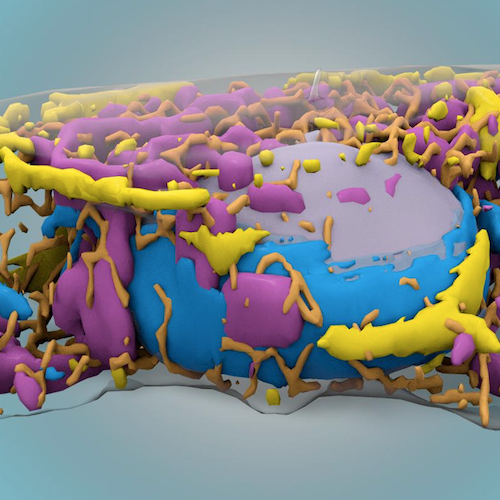 Visualizing the Organization of Human Cells With Machine Learning ...