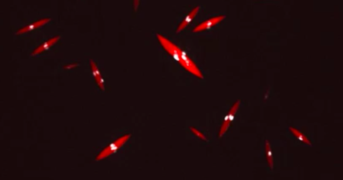 Modeling Cell Division Outside of the Cell | Cell And Molecular Biology