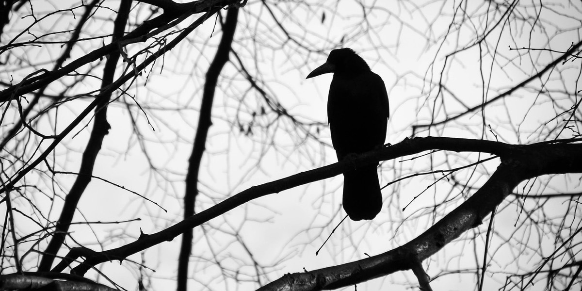 Crows Can Be Silent If They Choose to Be | Plants And Animals