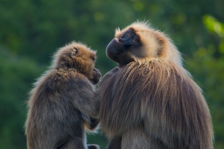 Drug Prevents Coronavirus in Monkeys | Drug Discovery And Development