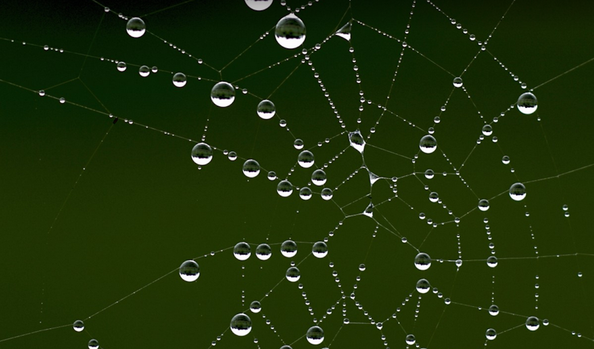 Protein Biophysics Revealed in Spiderweb/Dewdrop Interactions | Cell ...