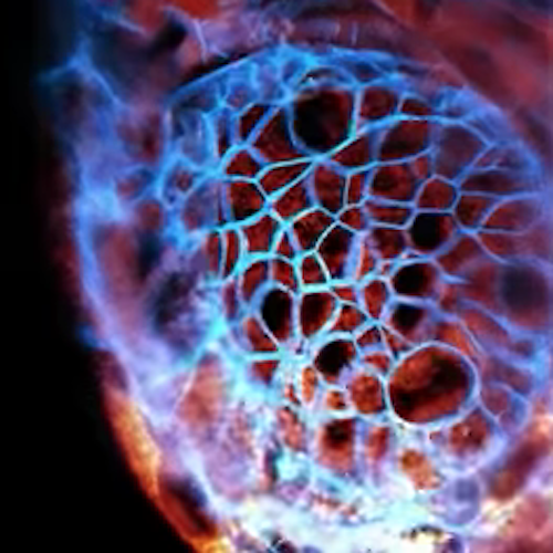 3D Movies of Cellular Activity in Unprecedented Detail | Cell And ...