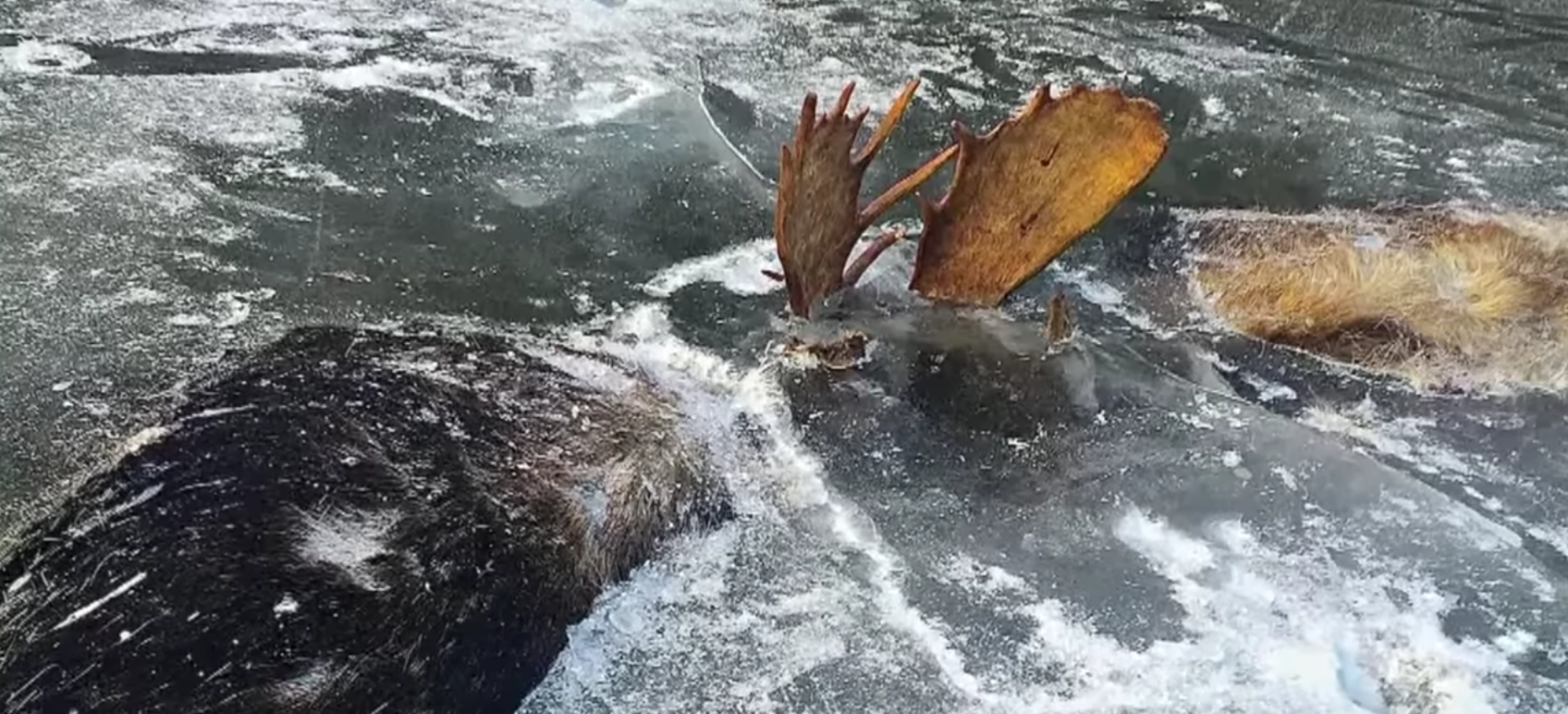 Two Moose Were Reportedly Frozen in Time During Epic Battle | Plants ...