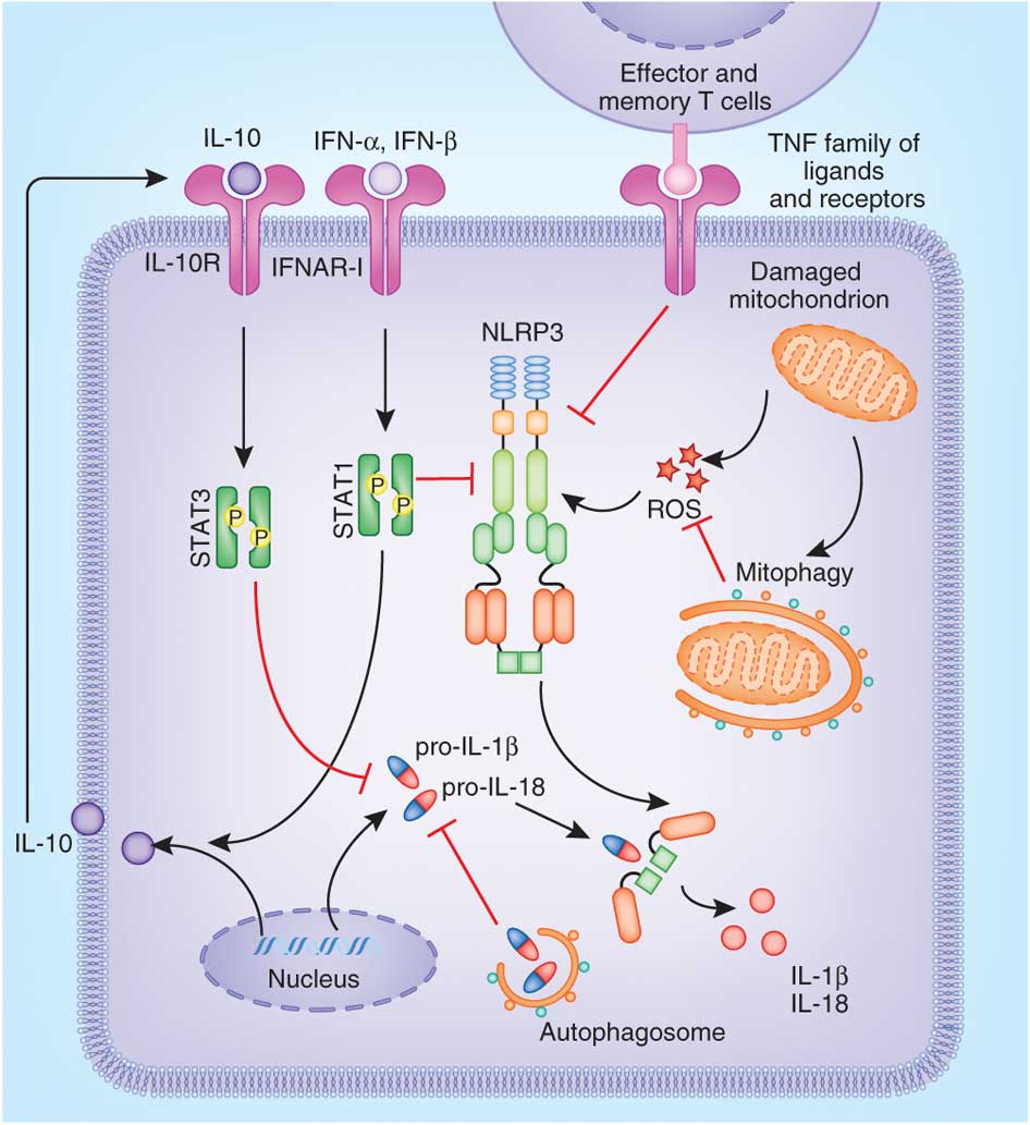 Cell Division Enzyme Plays Dual Role in Inflammatory Pathway
