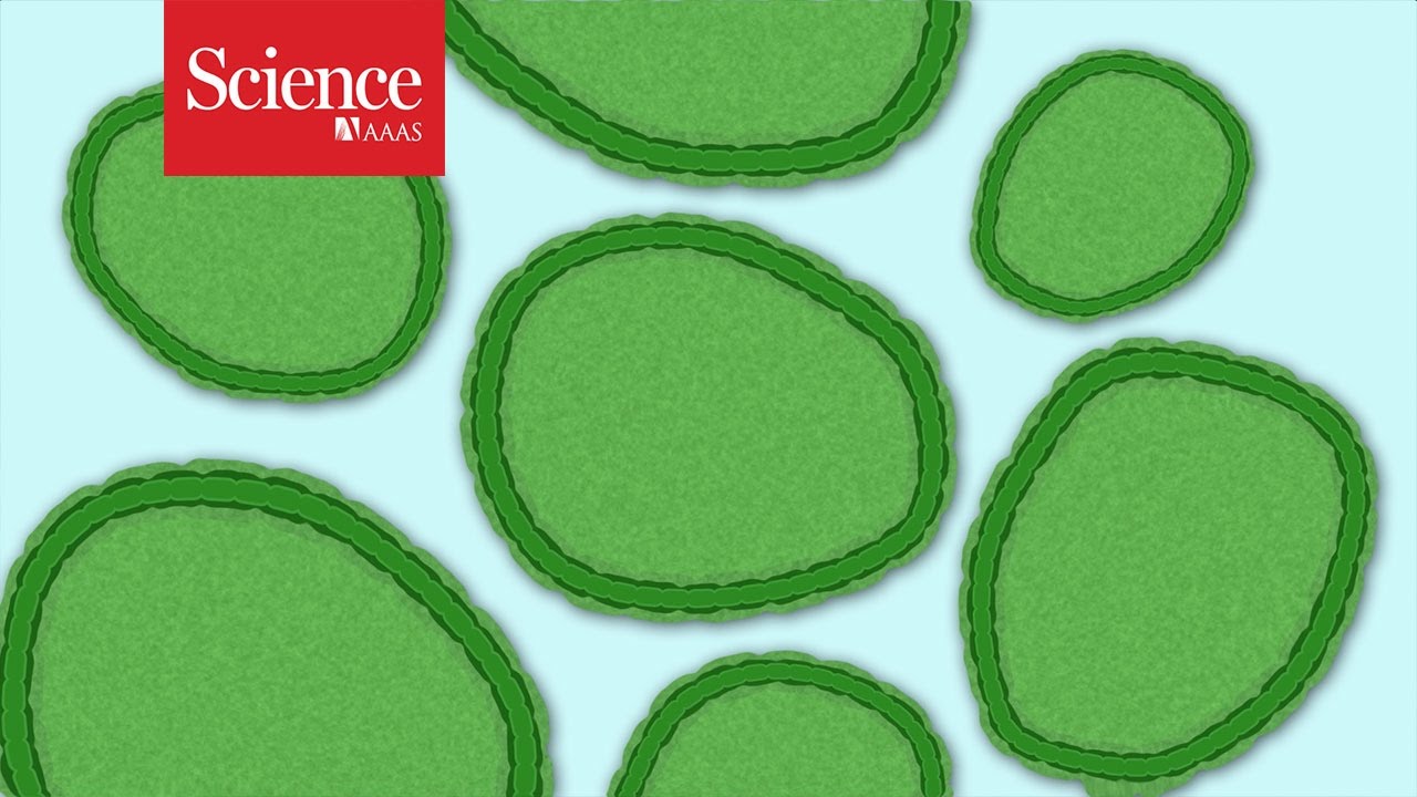 Prochlorococcus, the Ocean's Most Abundant Photosynthesizing Microbe ...